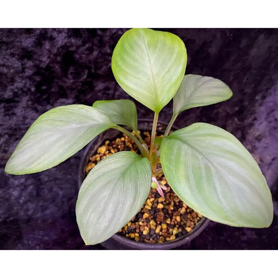 Homalomena sp. Aceh Silver from Aceh sumatera