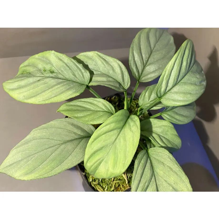 Homalomena cf. humilis from Sumatera Barat [LA0...