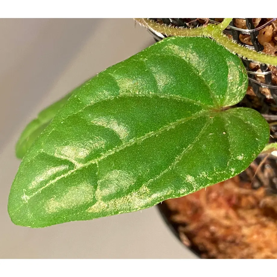 Piper sp. from Borneo | M・R・G・R