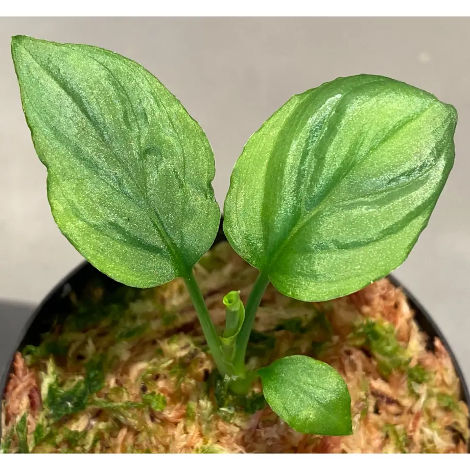 Homalomena cf. humilis from Sumatera Barat [LA0...