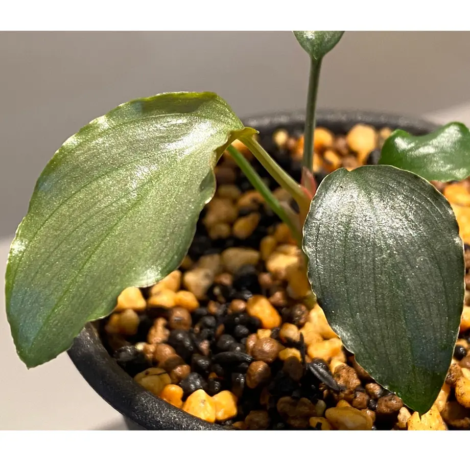 Homalomena sp. from West Java | M・R・G・R