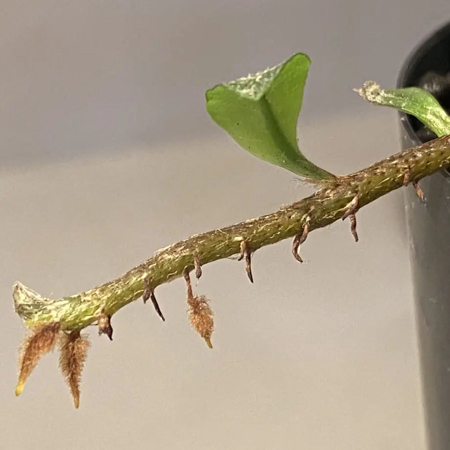 Microgramma nitida 伊藤蟻植物農園 | M・R・G・R