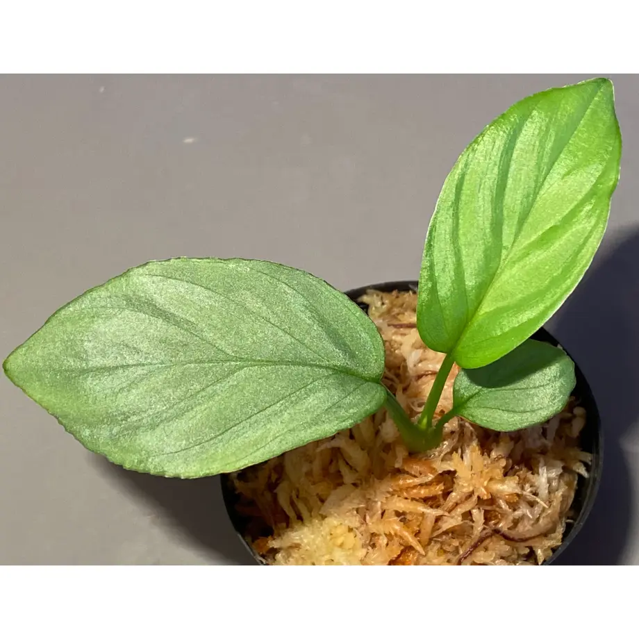 Homalomena cf. humilis from Sumatera Barat [LA0...