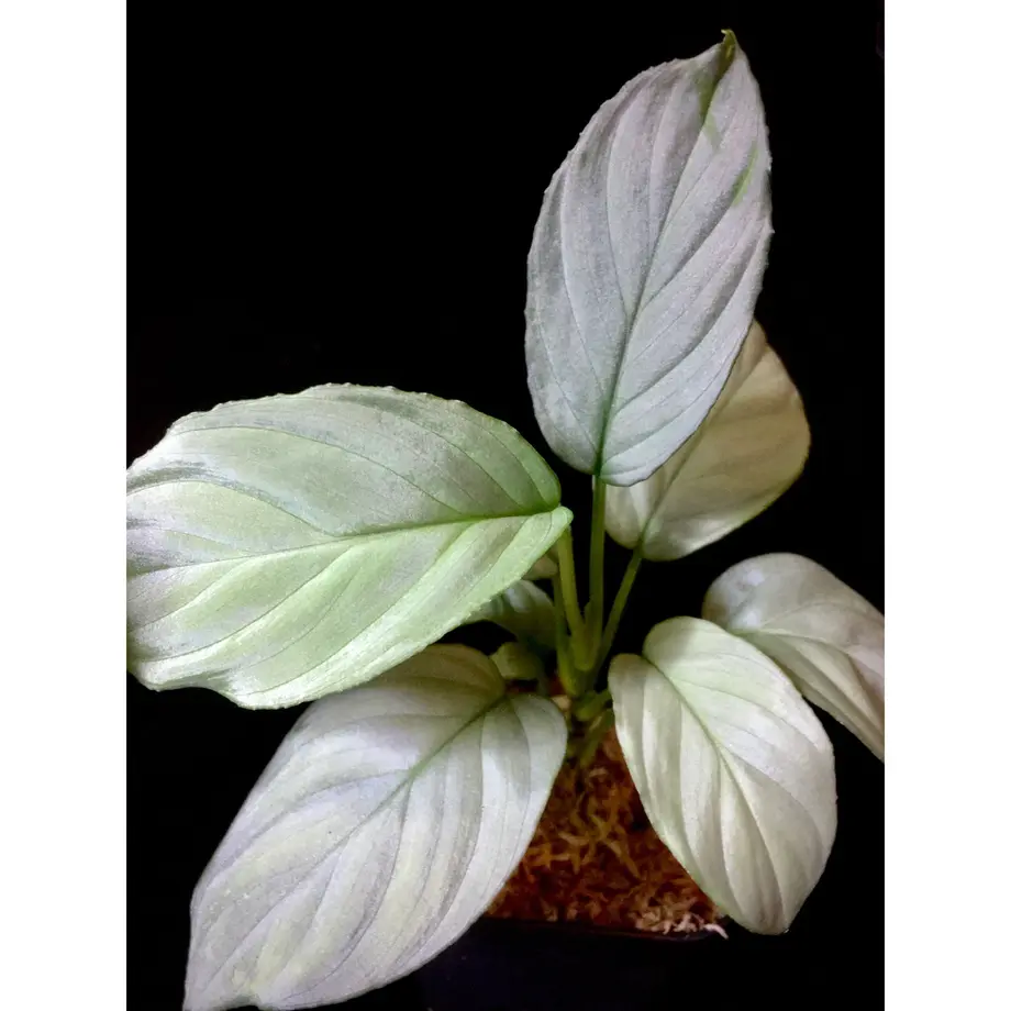 Homalomena cf. humilis from Sumatera Barat [LA0...