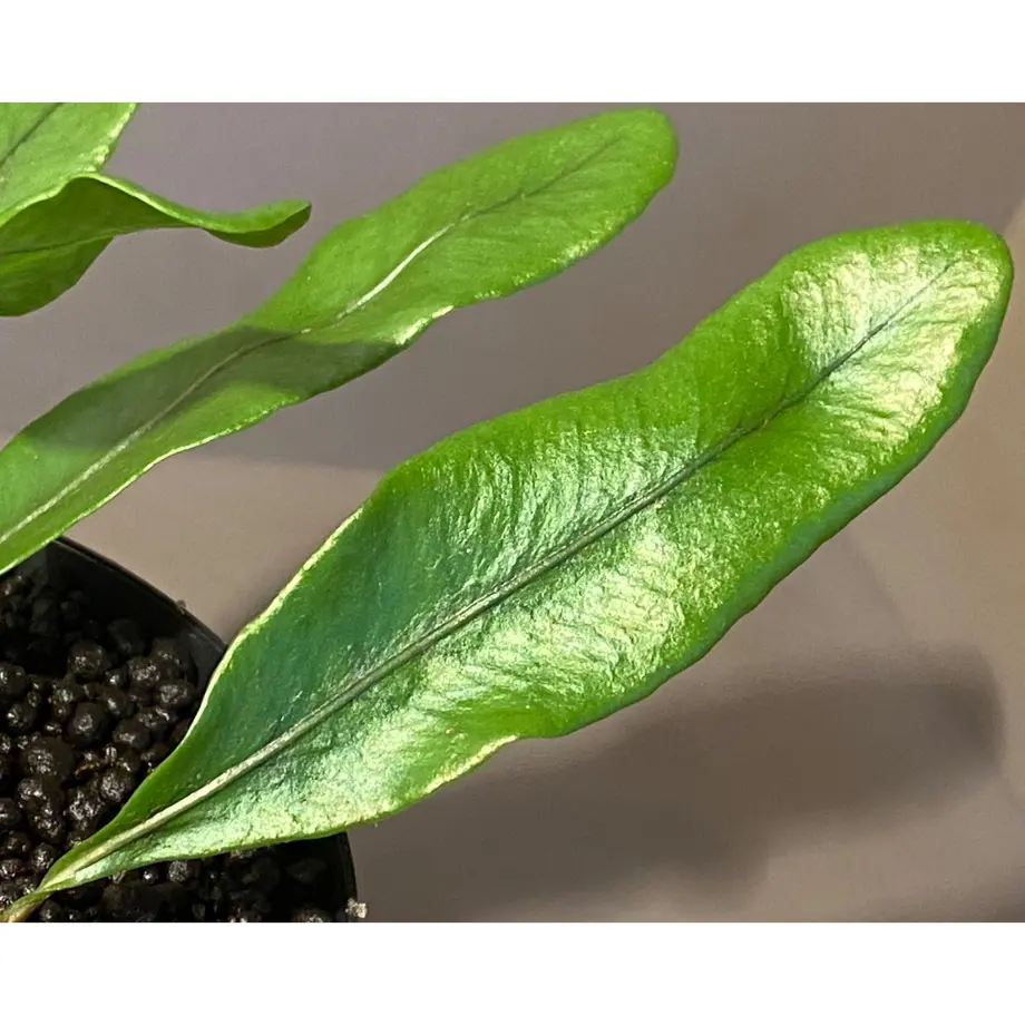 Microgramma nitida 伊藤蟻植物農園 | M・R・G・R