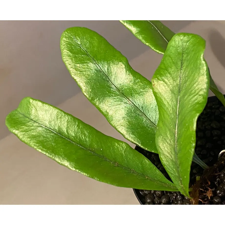 Microgramma nitida 伊藤蟻植物農園 | M・R・G・R