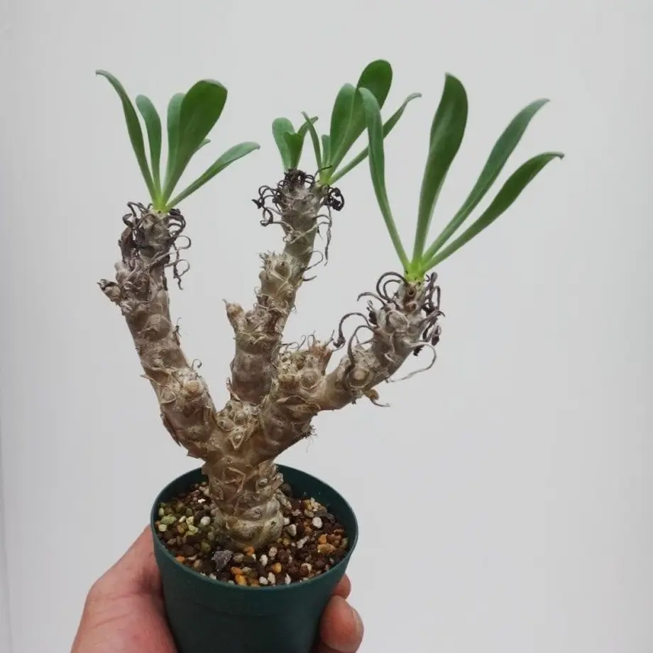 Tylecodon grandiflora チレコドン グランディフローラ | THE GRE...