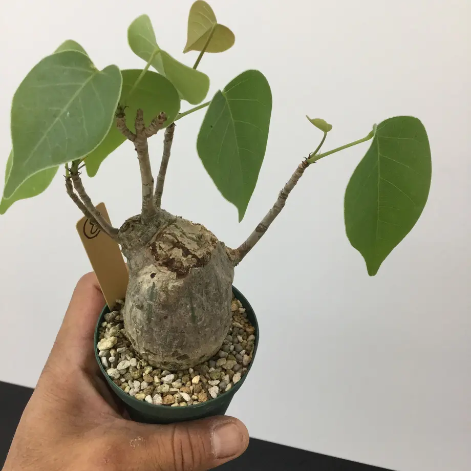 Bombax ellipticum ボンバックス エリプティクム ⑧ | THE GREEN ...