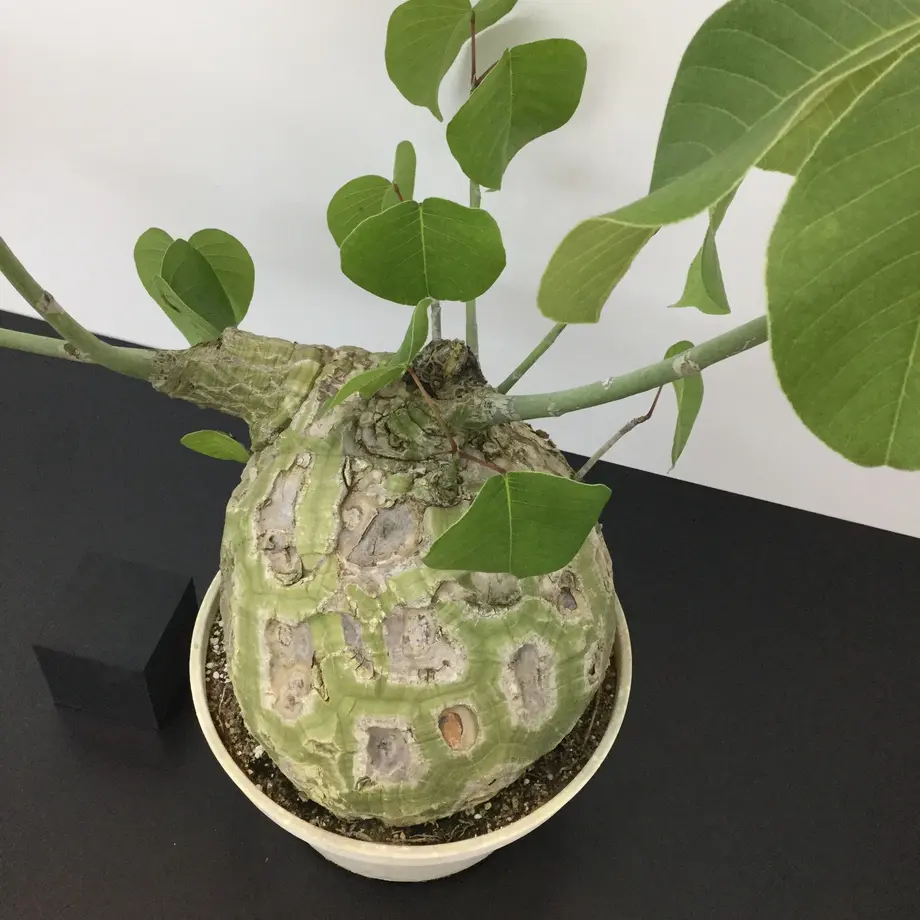 Bombax ellipticum ボンバックス エリプティクム ⑭ | THE GREEN ...