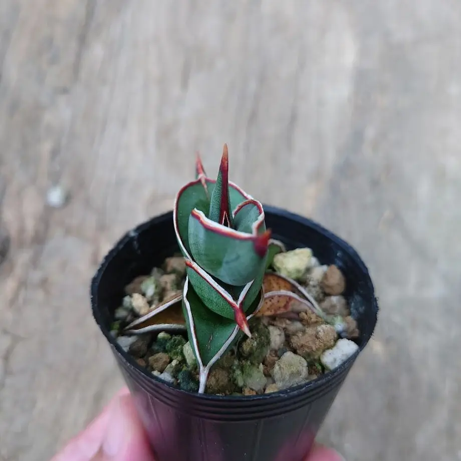 Sansevieria rorida サンスベリア ロリダ 5 | My-Favthings