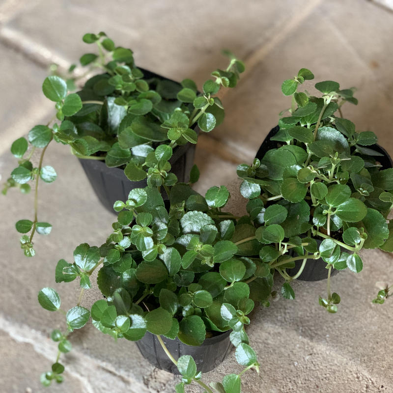 ピレアサンパウロ 花 – ピレアグラウカ 葉が落ちる – VISHUJI