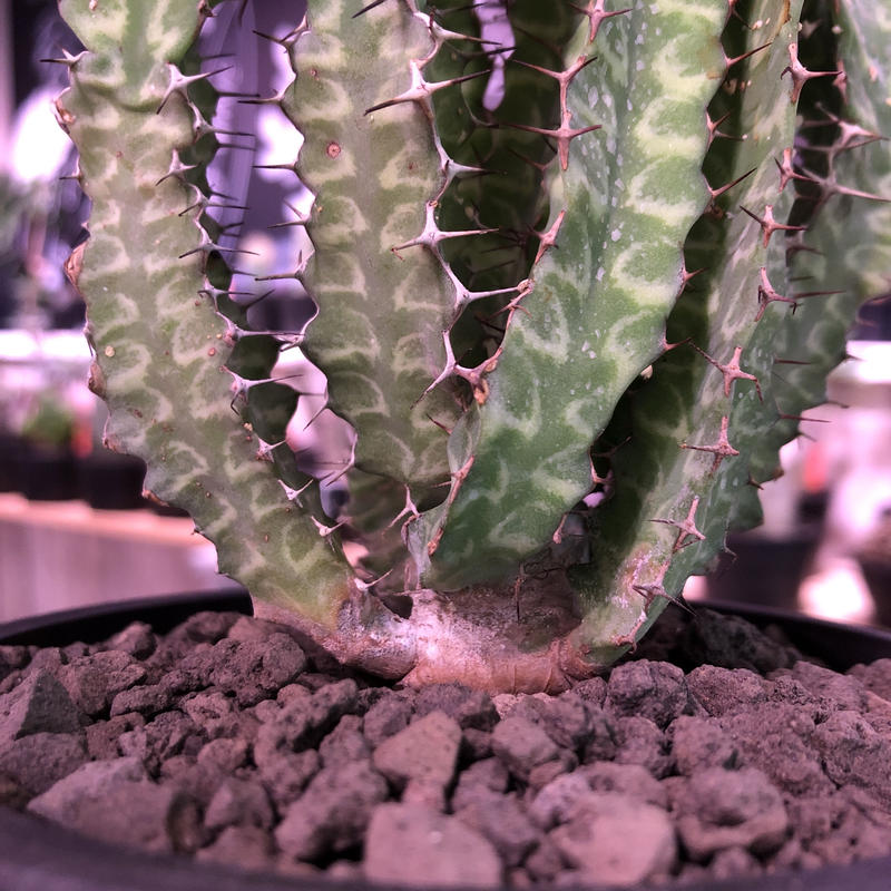 Craft Supplies & Tools Euphorbia enormis Home & Hobby etna.com.pe