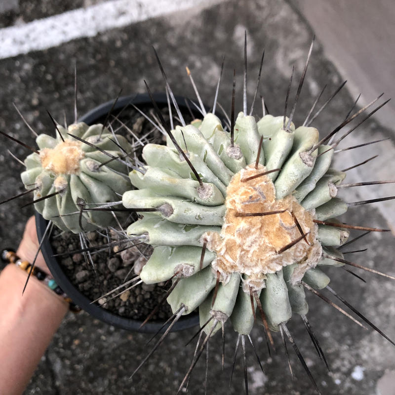 まったので 黒士冠 Copiapoa cinerea ssp.dealbata ck4bW-m16216125587 カテゴリー
